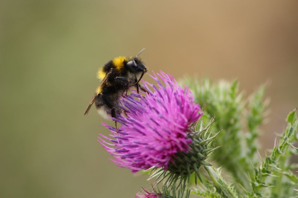 Hummel Foto & Bild | tiere, wildlife, insekten Bilder auf fotocommunity