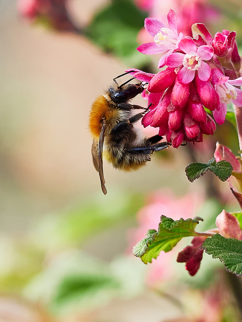 Hummel Foto & Bild | tiere, wildlife, insekten Bilder auf fotocommunity