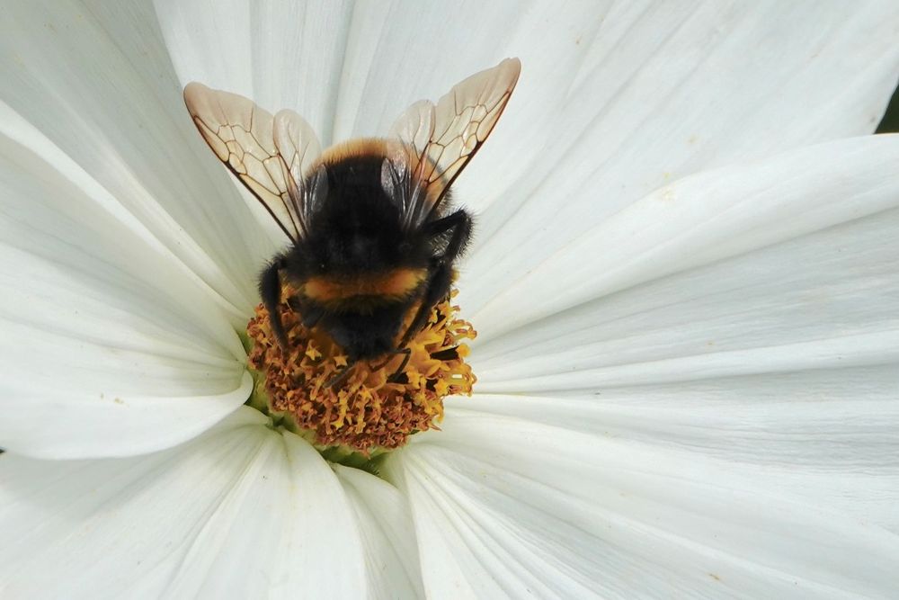 HUMMEL Foto & Bild | natur, insekten, hummel Bilder auf fotocommunity