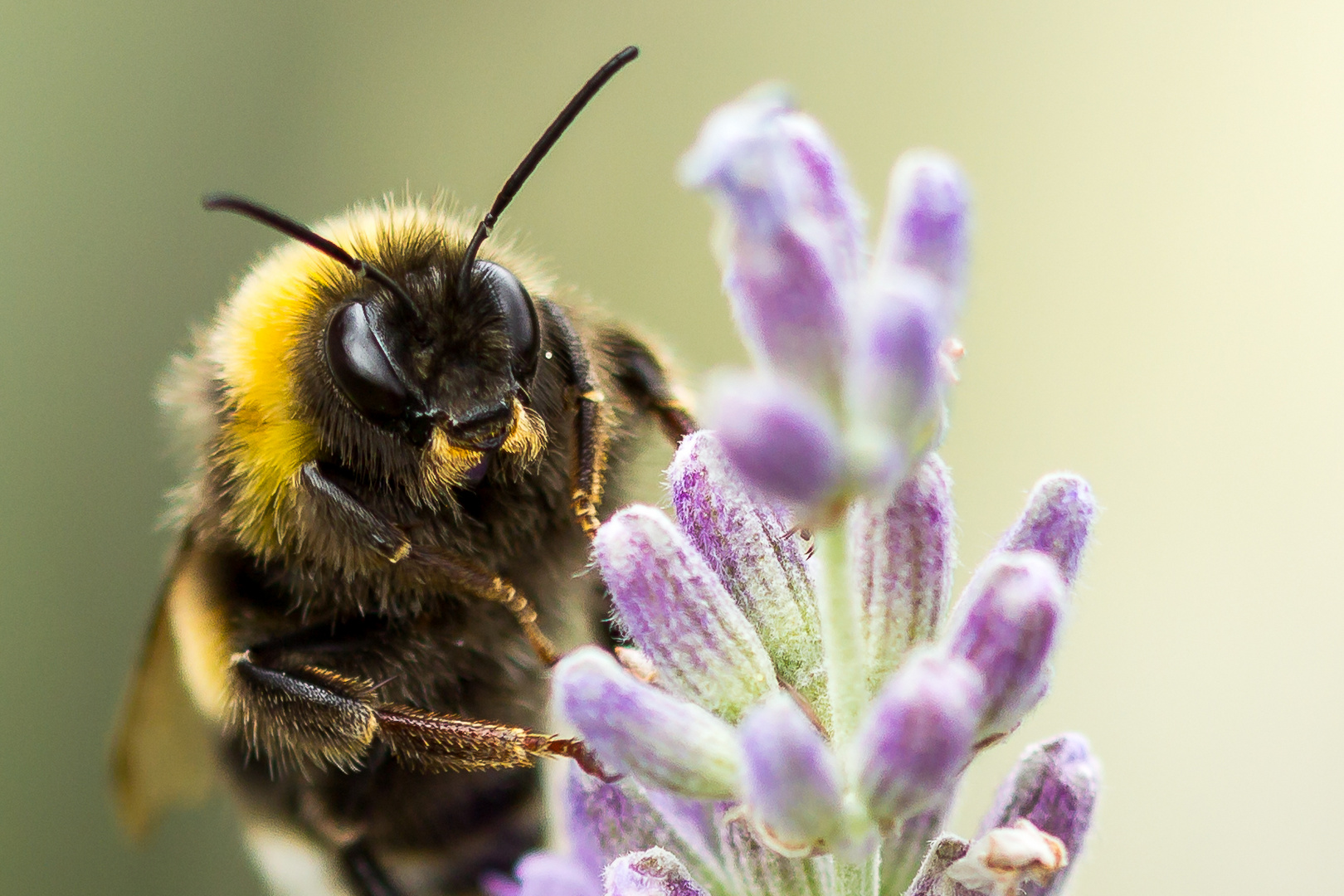 Hummel Foto & Bild | tiere, wildlife, insekten Bilder auf fotocommunity