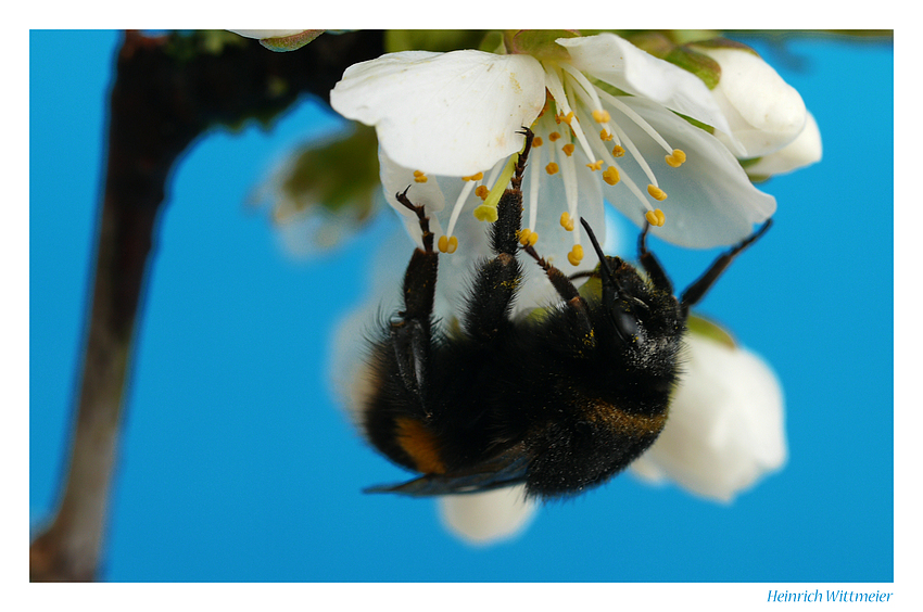 Hummel Foto & Bild | tiere, wildlife, insekten Bilder auf fotocommunity