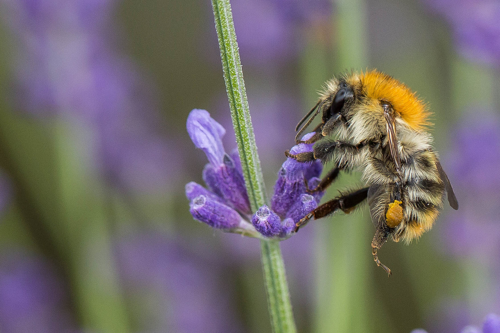 Hummel Foto & Bild | natur fauna, natur, pflanzen Bilder auf fotocommunity
