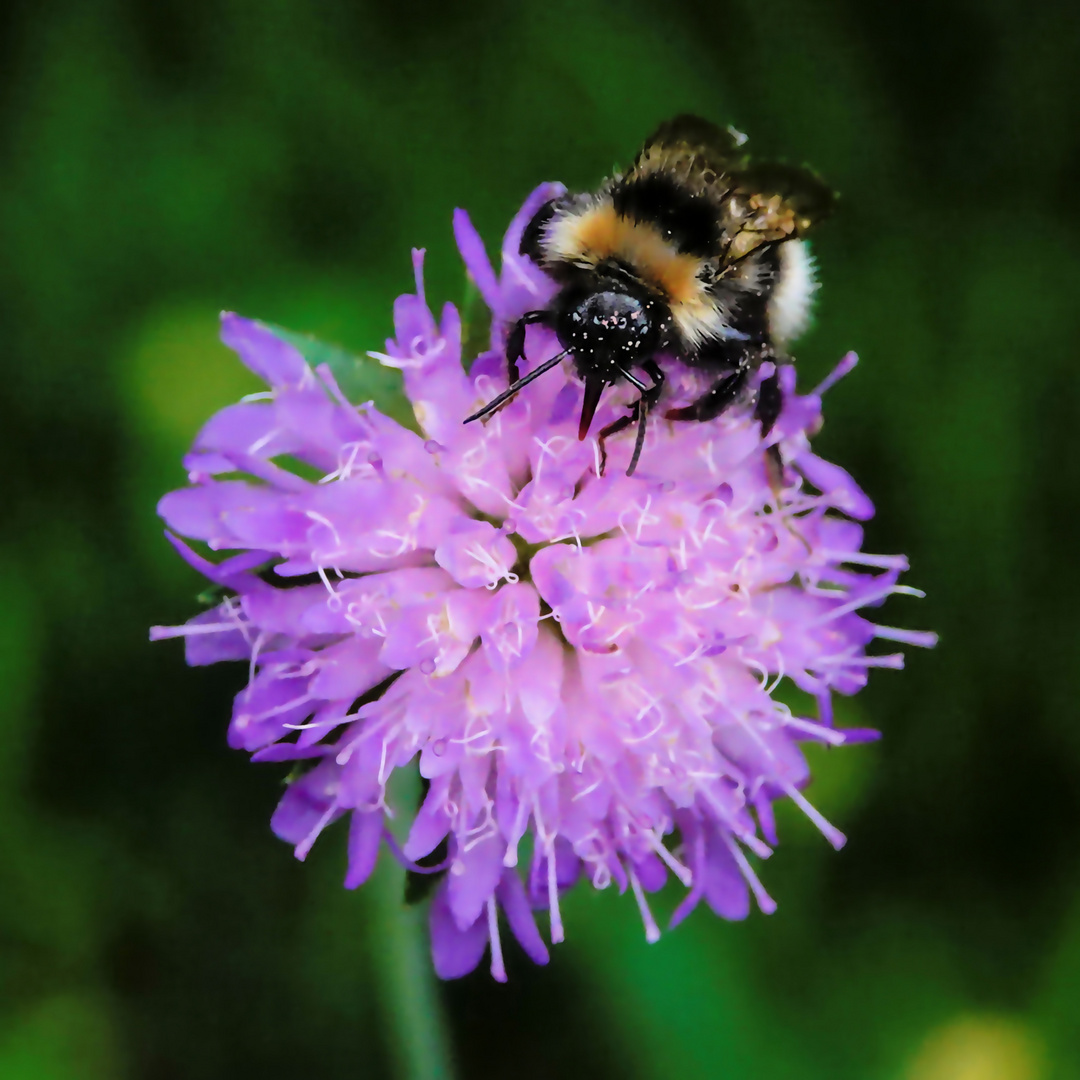 Hummel Foto & Bild | tiere, wildlife, insekten Bilder auf fotocommunity