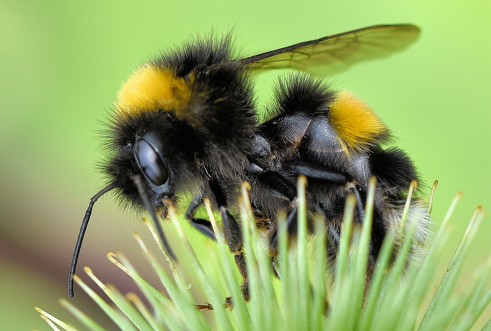 Hummel auf Distel Foto & Bild | insekten, wildlife, natur Bilder auf ...