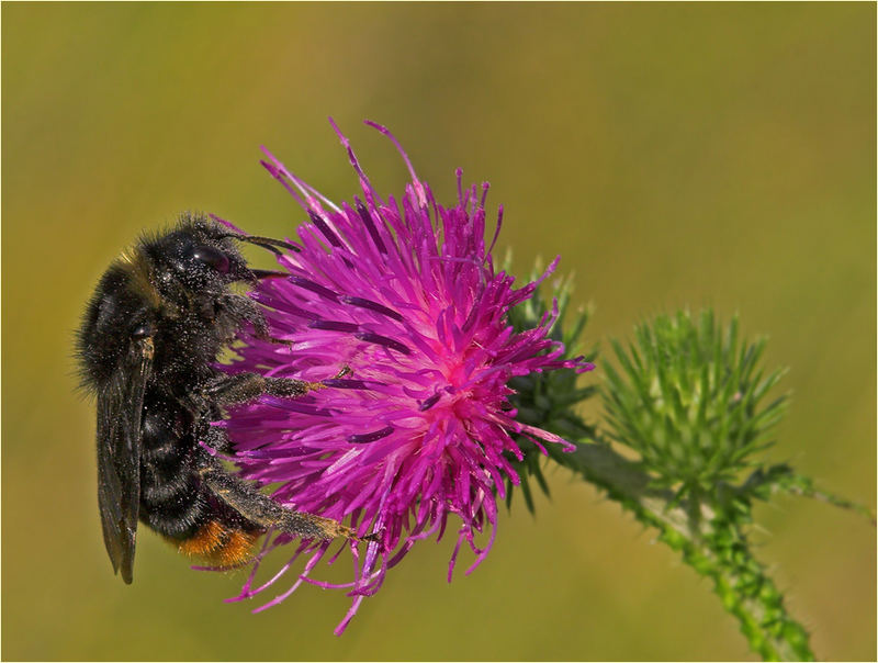 Hummel - Bombus pratorum Foto & Bild | tiere, wildlife, insekten Bilder ...