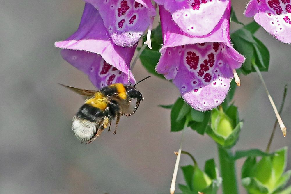 Hummel Foto & Bild | fotos, natur, insekt Bilder auf fotocommunity