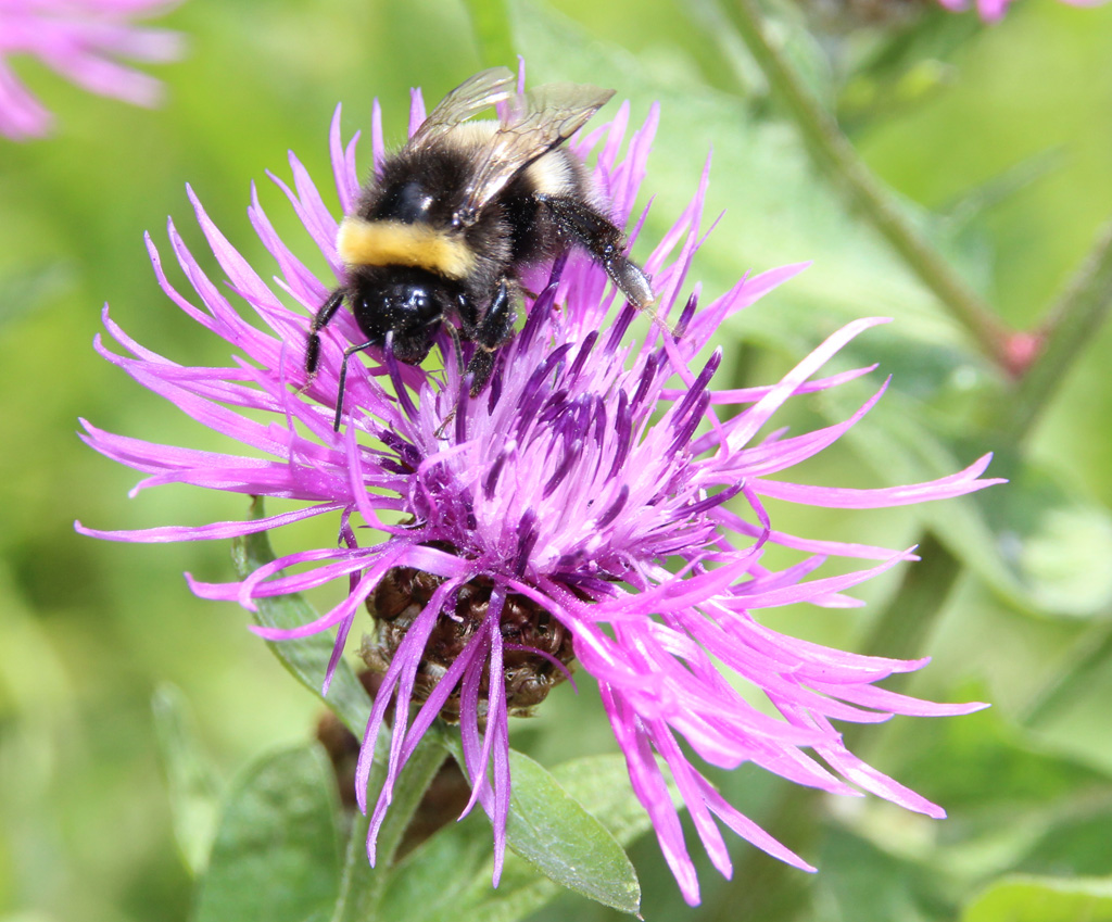 Hummel Foto & Bild | insekten, natur, tiere Bilder auf fotocommunity