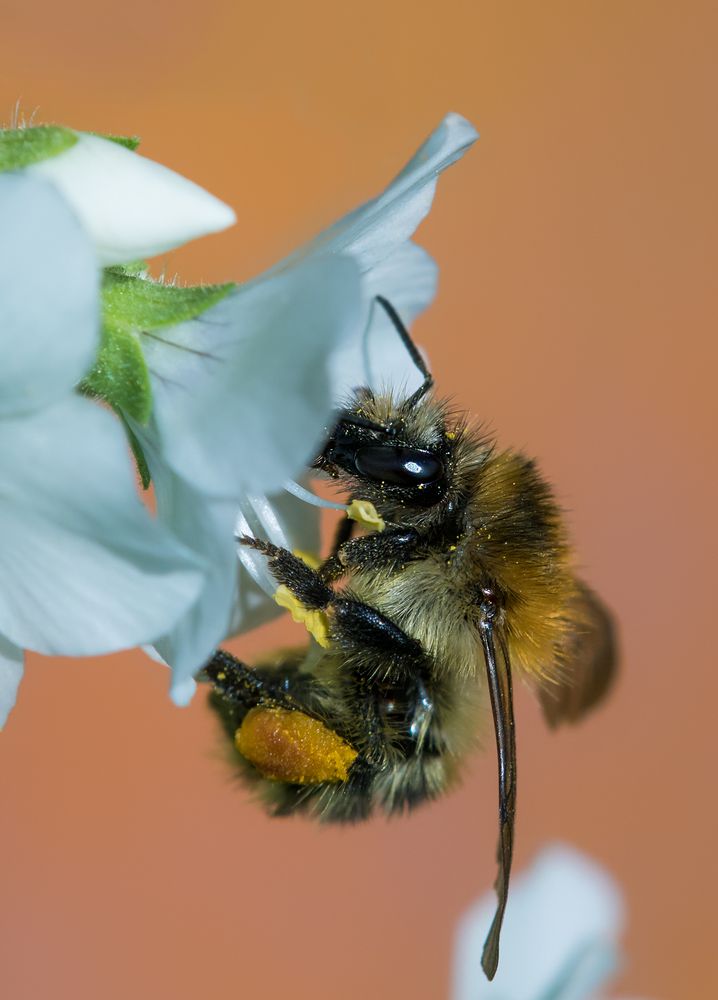 Hummel Foto & Bild | tiere, wildlife, insekten Bilder auf fotocommunity