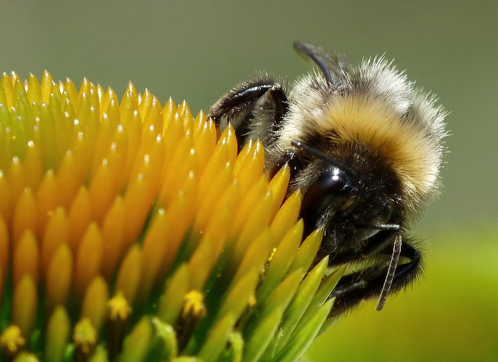 Hummel Foto & Bild | tiere, wildlife, insekten Bilder auf fotocommunity