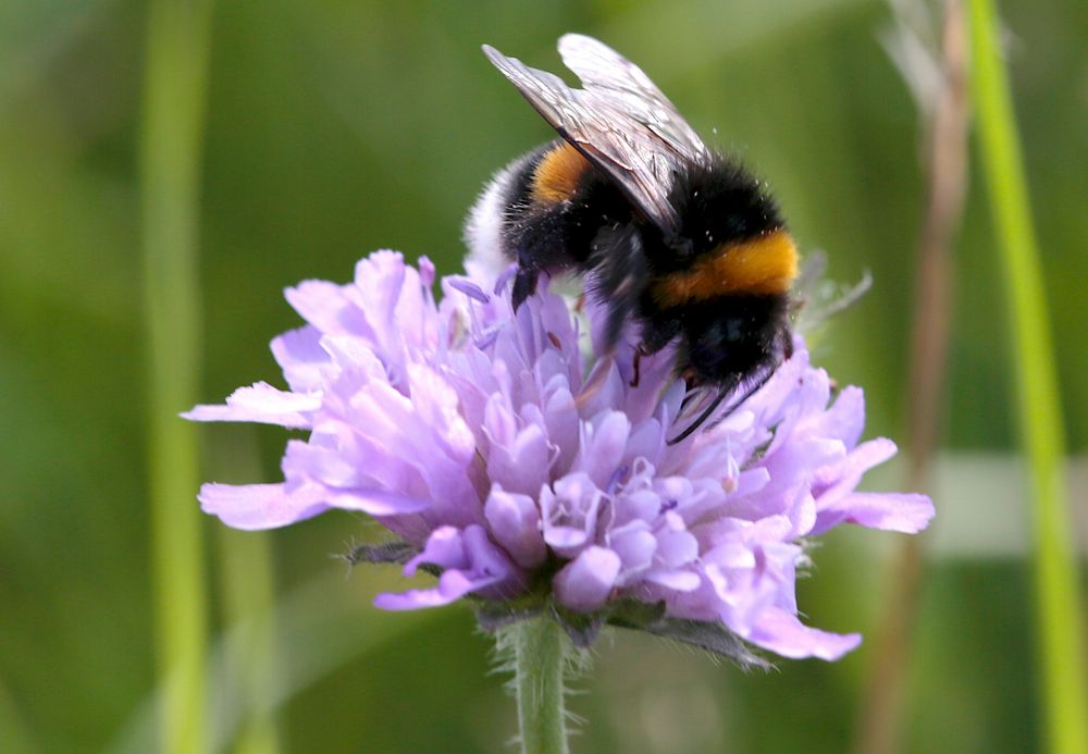 Hummel Foto & Bild | natur Bilder auf fotocommunity