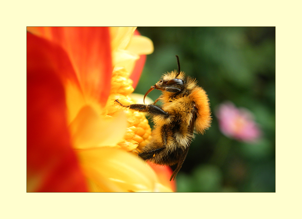 Hummel Foto & Bild | tiere, wildlife, insekten Bilder auf fotocommunity