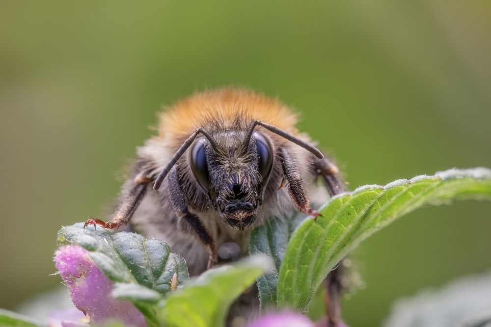 Hummel Foto & Bild | makro, natur, insekt Bilder auf fotocommunity