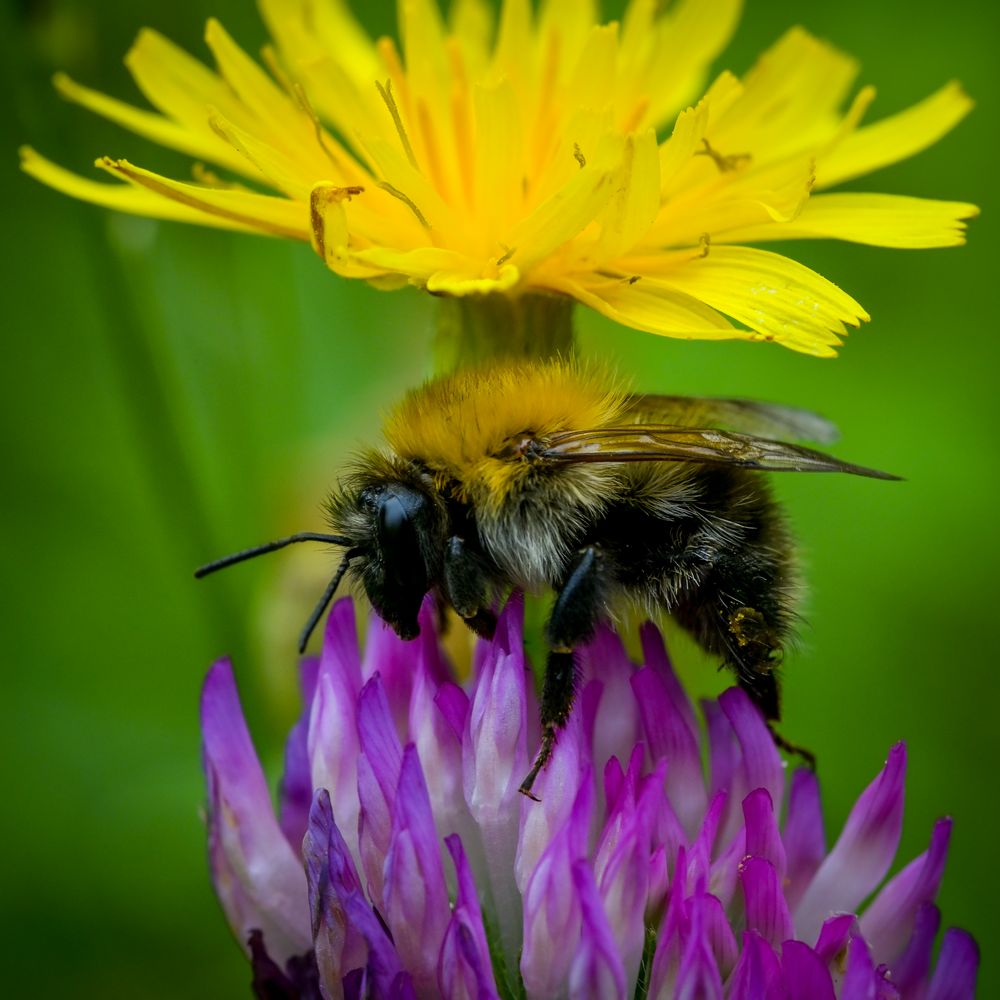 Hummel Foto & Bild | natur-makros, natur-kreativ, aufnahmetechniken ...