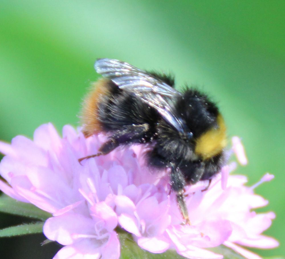 Hummel Foto & Bild | insekten, natur, tiere Bilder auf fotocommunity