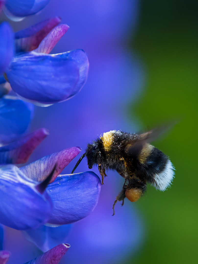 Hummel Foto & Bild | tiere, wildlife, insekten Bilder auf fotocommunity