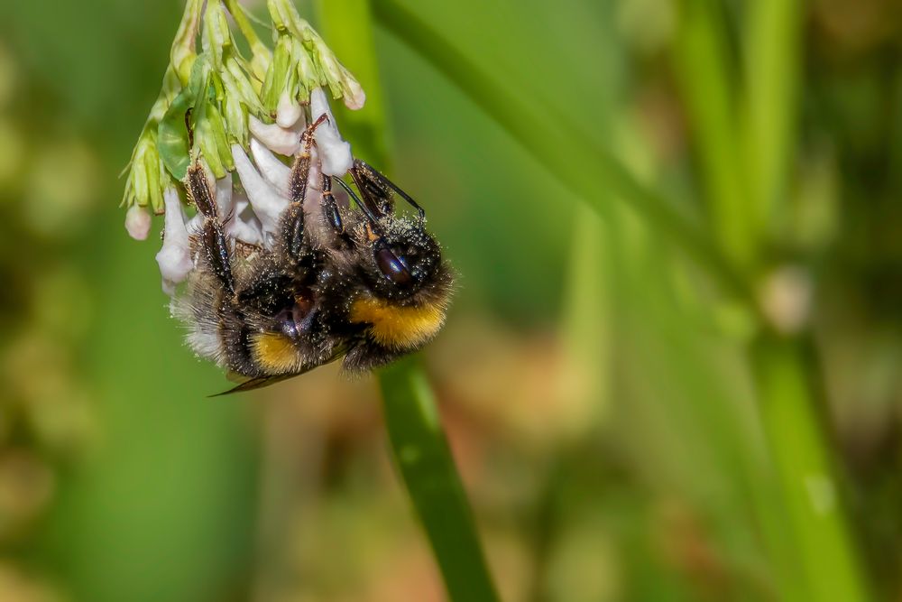 Hummel Foto & Bild | natur Bilder auf fotocommunity