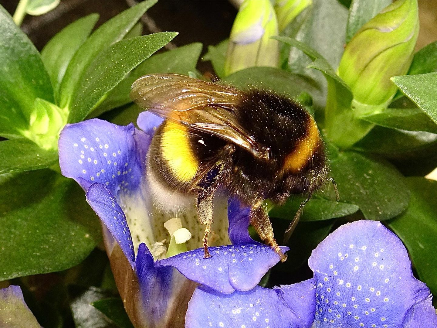 Hummel Foto & Bild | tiere, wildlife, insekten Bilder auf fotocommunity