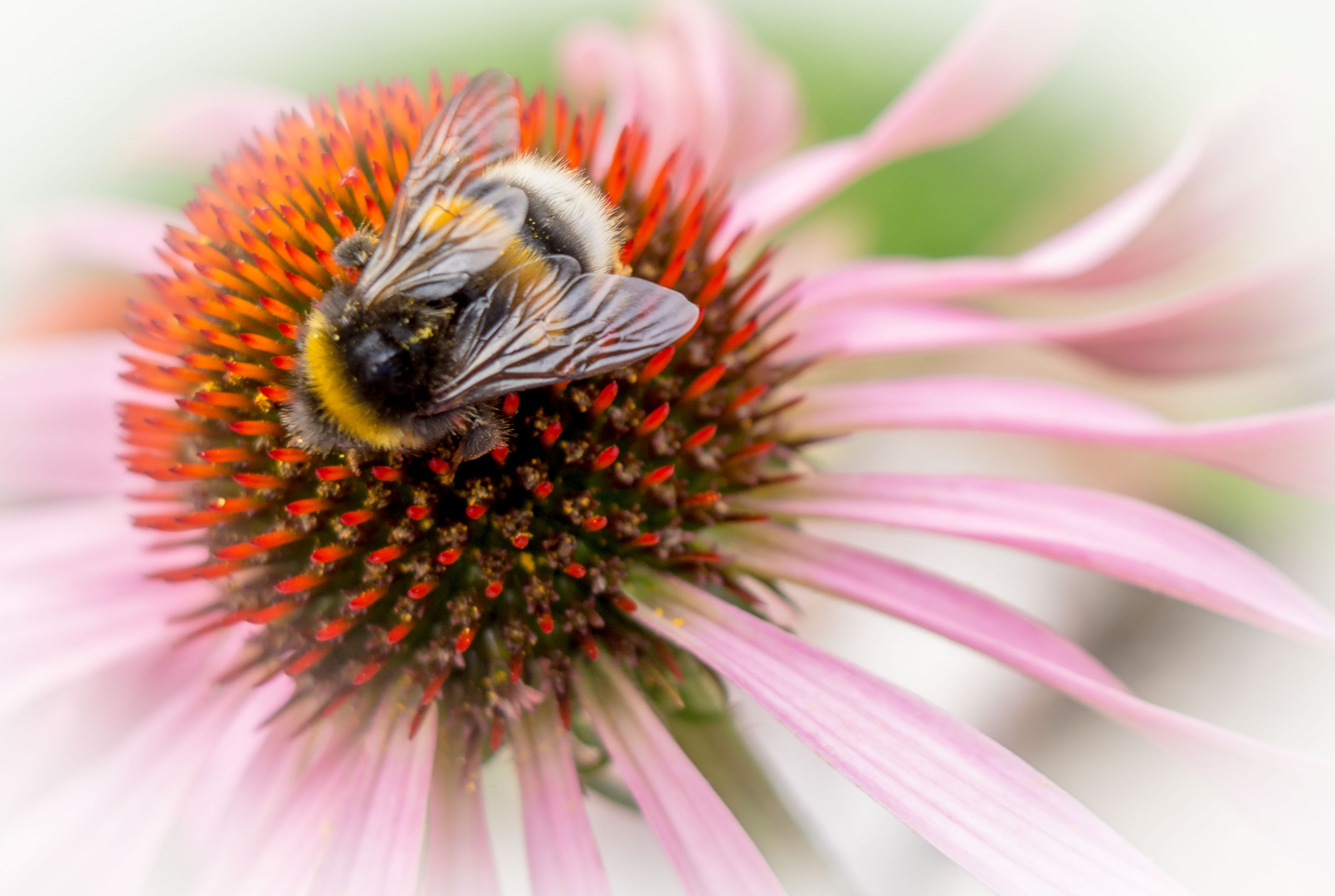 Hummel Foto & Bild | tiere, wildlife, insekten Bilder auf fotocommunity
