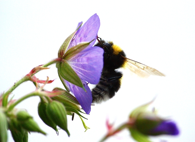 Hummel Foto & Bild | tiere, wildlife, wildlife: sonstige tiere Bilder ...