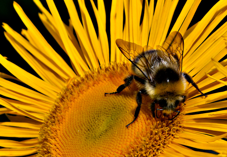 Hummel, Hummel Foto & Bild | tiere, wildlife, insekten Bilder auf ...