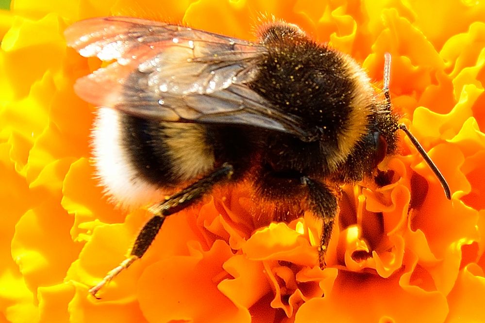 Hummel Hummel Foto & Bild | tiere, wildlife, insekten Bilder auf ...