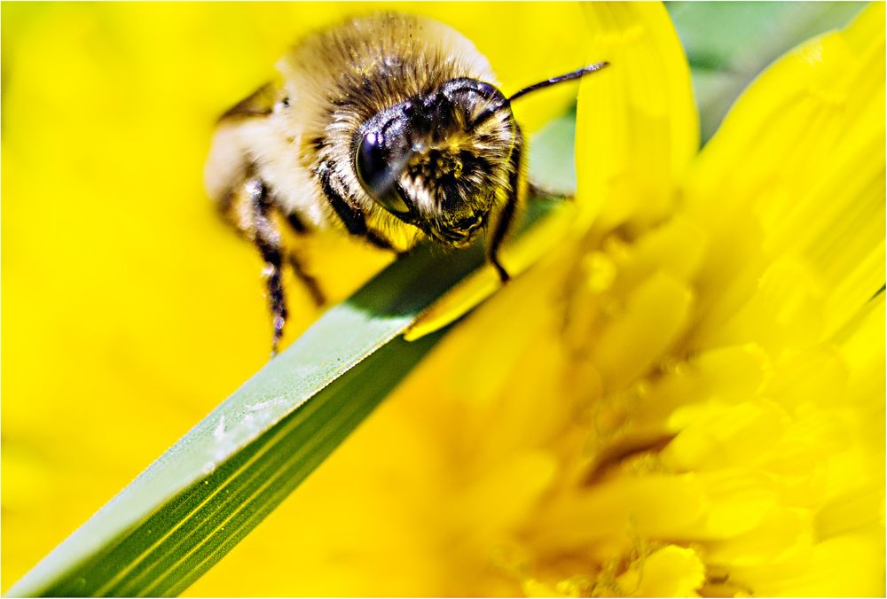 Hummel Hummel ! Foto & Bild | tiere, wildlife, insekten Bilder auf ...