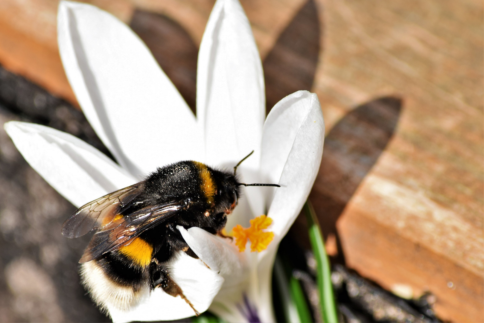 Hummel, Hummel Foto & Bild | tiere, wildlife, insekten Bilder auf ...