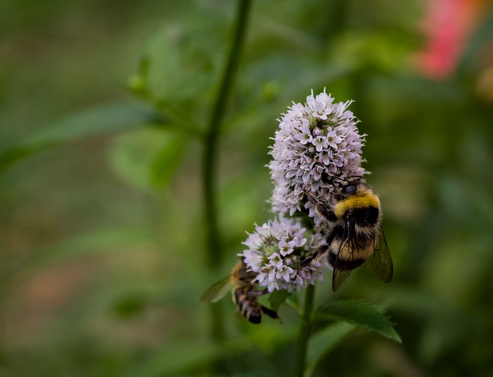 Hummel Hummel Foto & Bild | sommer, makro, natur Bilder auf fotocommunity