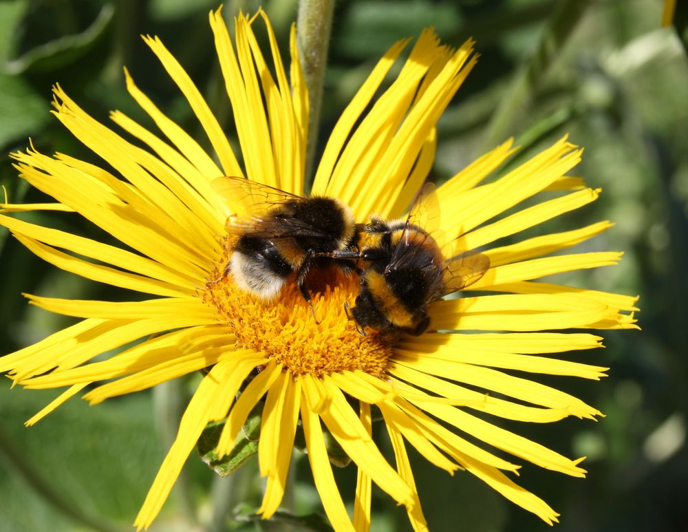 Hummel Hummel Foto & Bild | tiere, wildlife, insekten Bilder auf ...