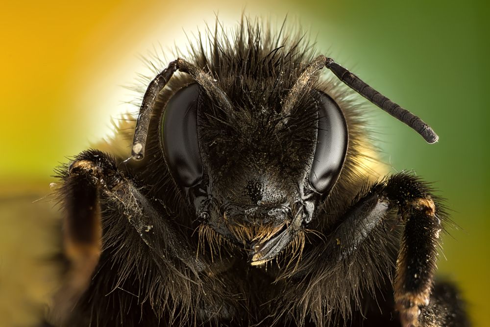 Hummel Im Detail Foto & Bild | tiere, tierdetails, makro Bilder auf ...