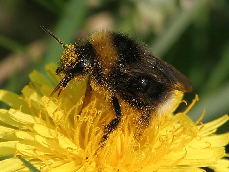 Hummel im Pollenrausch Foto & Bild | tiere, wildlife, insekten Bilder ...