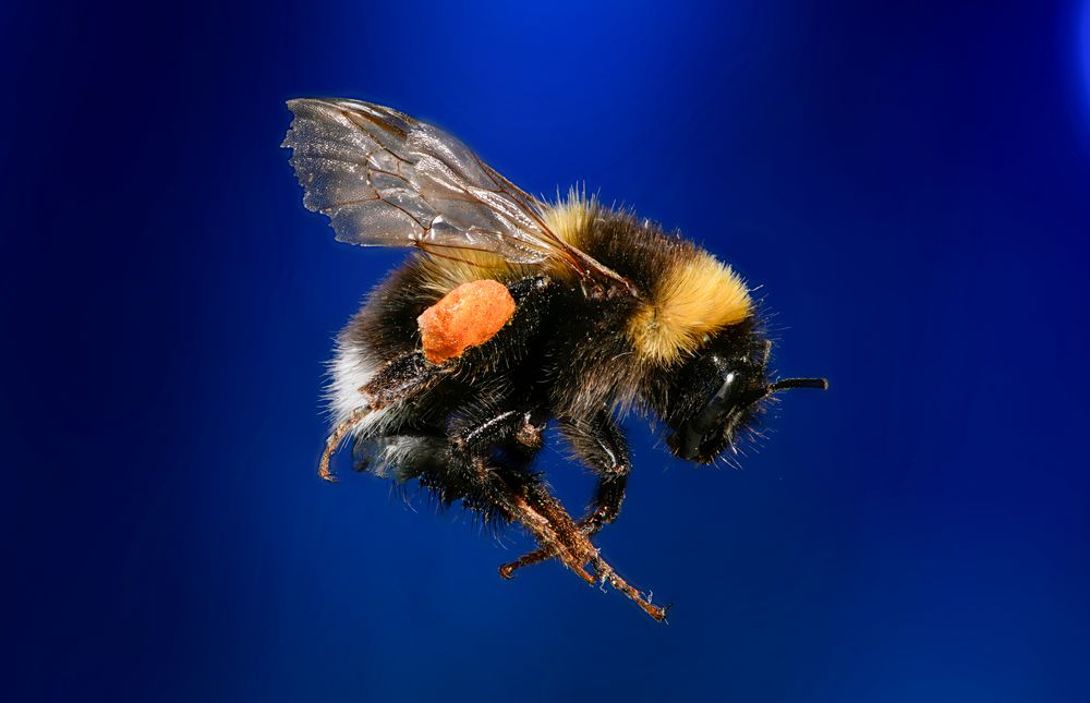 Hummel im Studio 1 Foto & Bild | tiere, wildlife, insekten Bilder auf ...