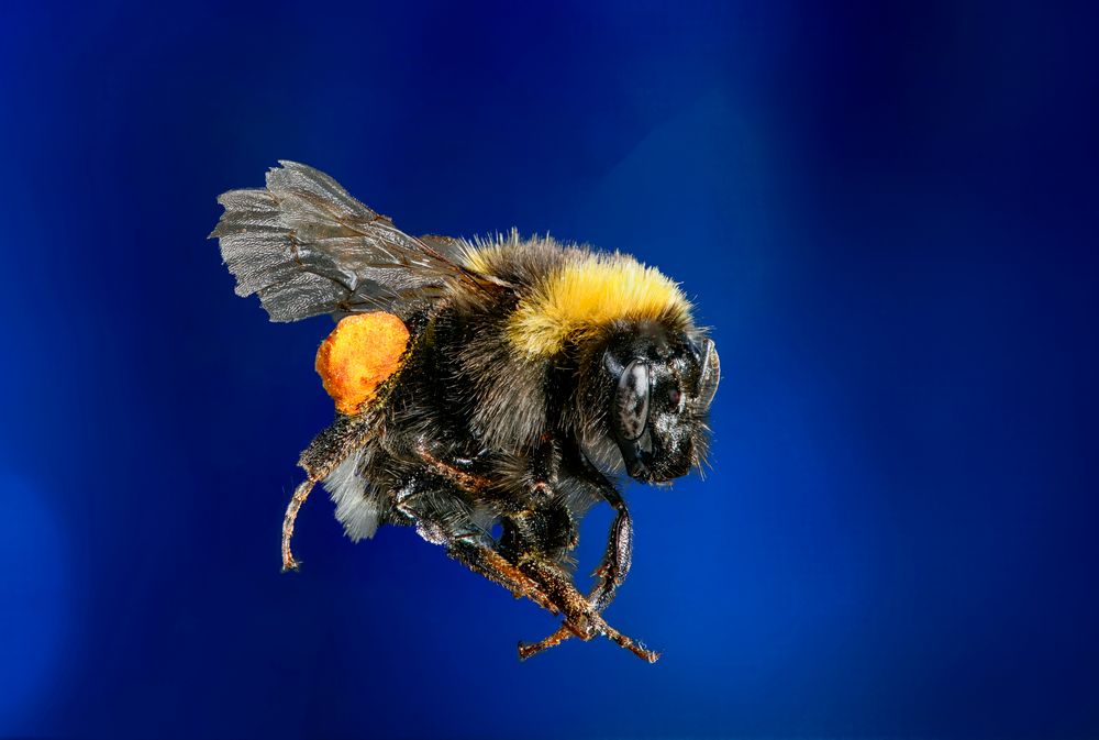Hummel im Studio 2 Foto & Bild | tiere, wildlife, insekten Bilder auf ...