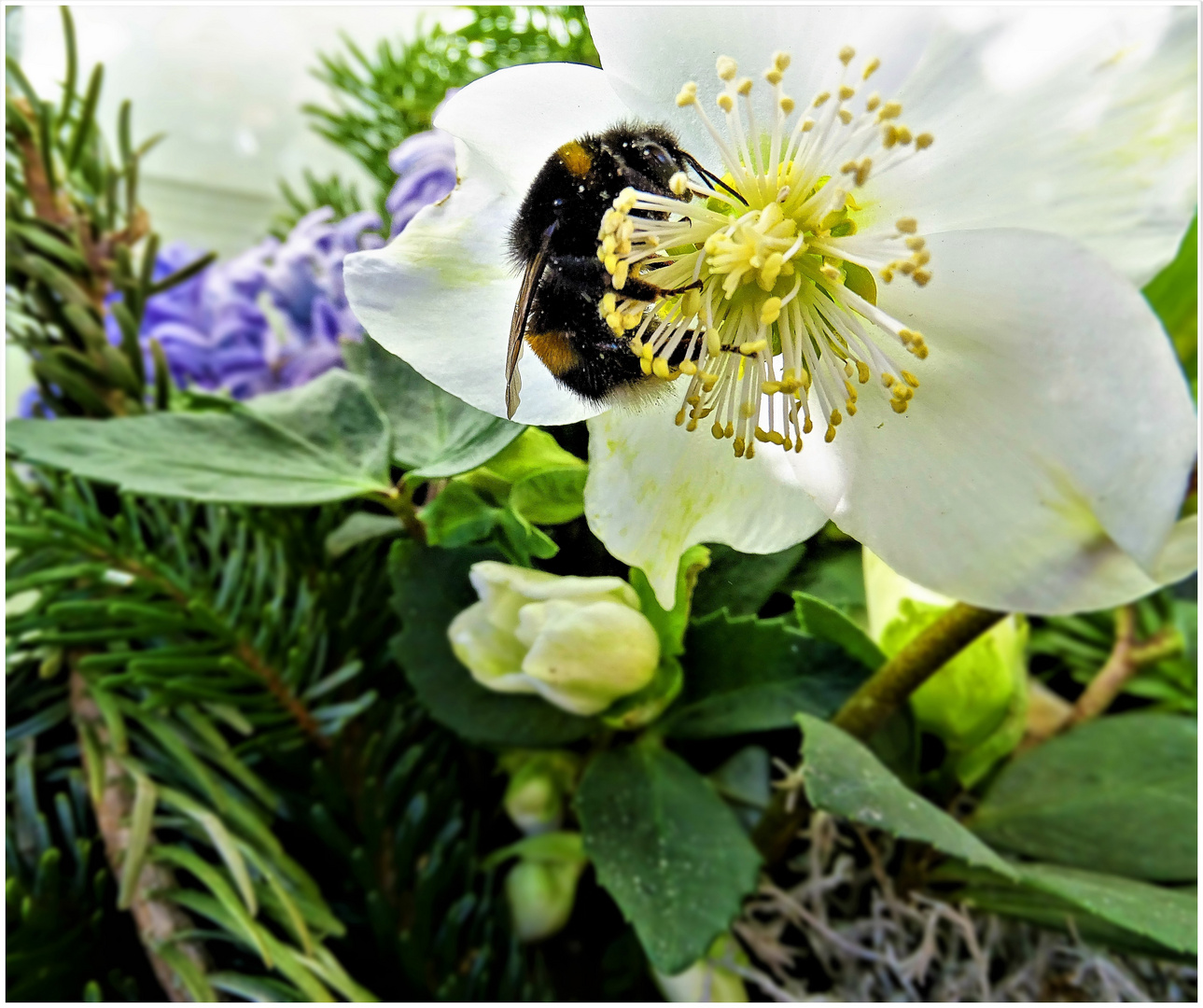 Hummel im Winter Foto & Bild | tiere, wildlife, insekten Bilder auf ...