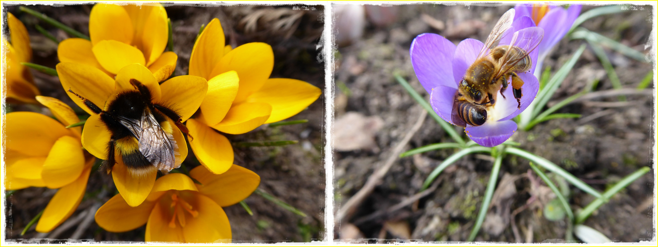 Hummel und Bienchen Foto & Bild | tiere, wildlife, insekten Bilder auf ...