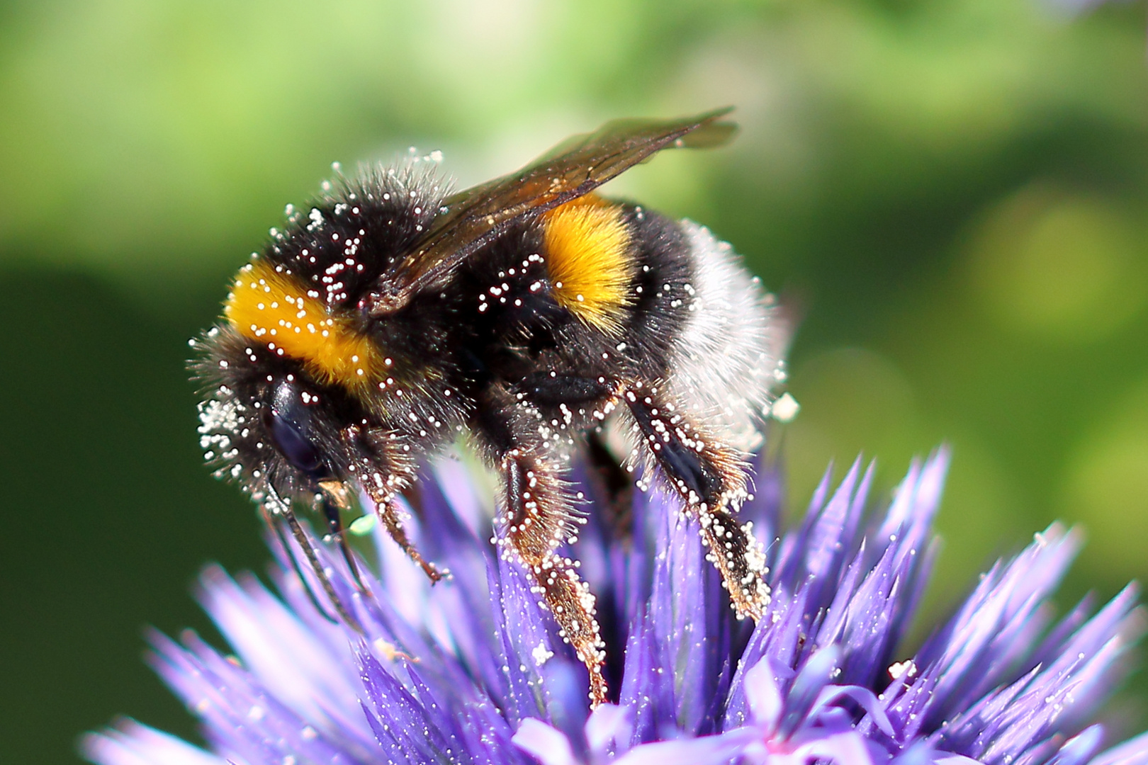Hummel voller Pollen Foto & Bild | tiere, wildlife, insekten Bilder auf ...