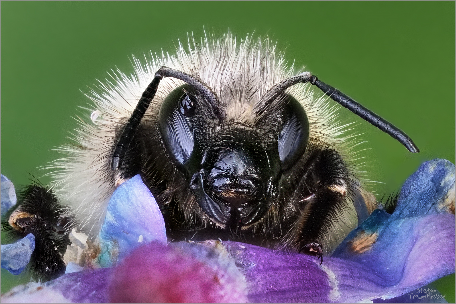 hummel_1 Foto & Bild | tiere, wildlife, insekten Bilder auf fotocommunity