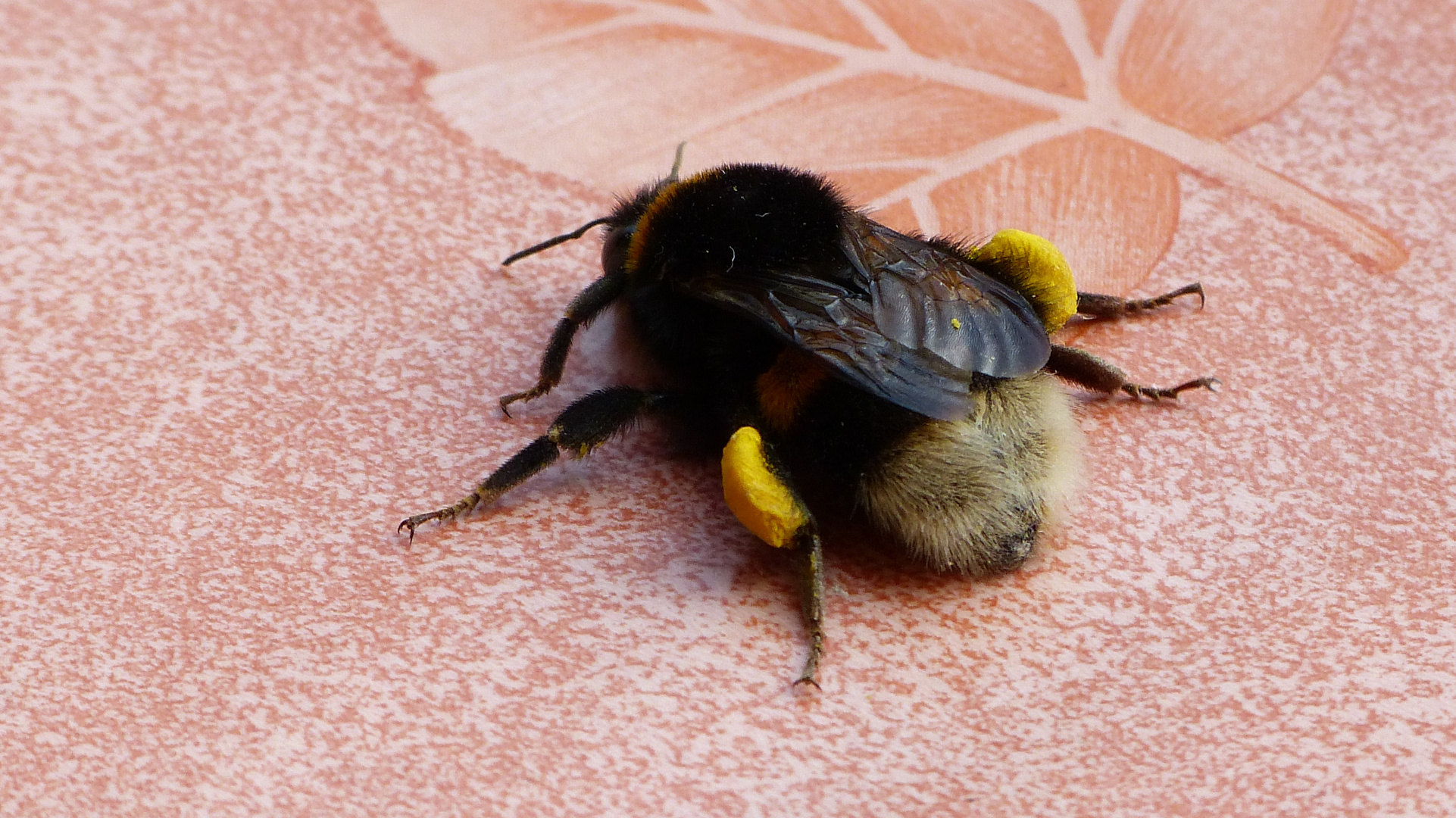 Hummel,Hummel. Foto & Bild | tiere, wildlife, insekten Bilder auf ...