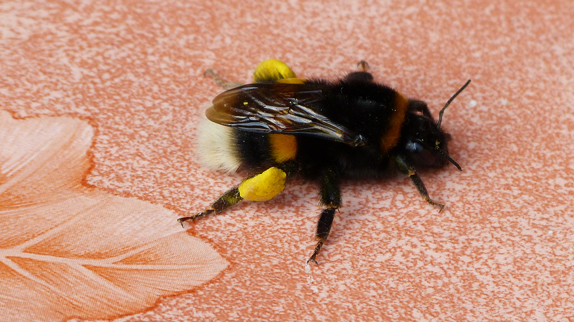 Hummel,Hummel. Foto & Bild | tiere, wildlife, insekten Bilder auf ...