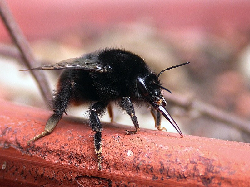 Hummelkönigin Foto & Bild | tiere, wildlife, insekten Bilder auf ...