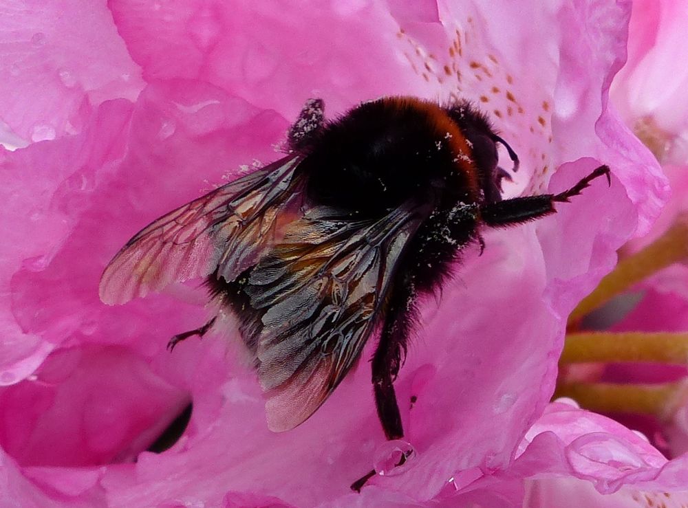 Hummeln Foto & Bild | wildlife, natur Bilder auf fotocommunity