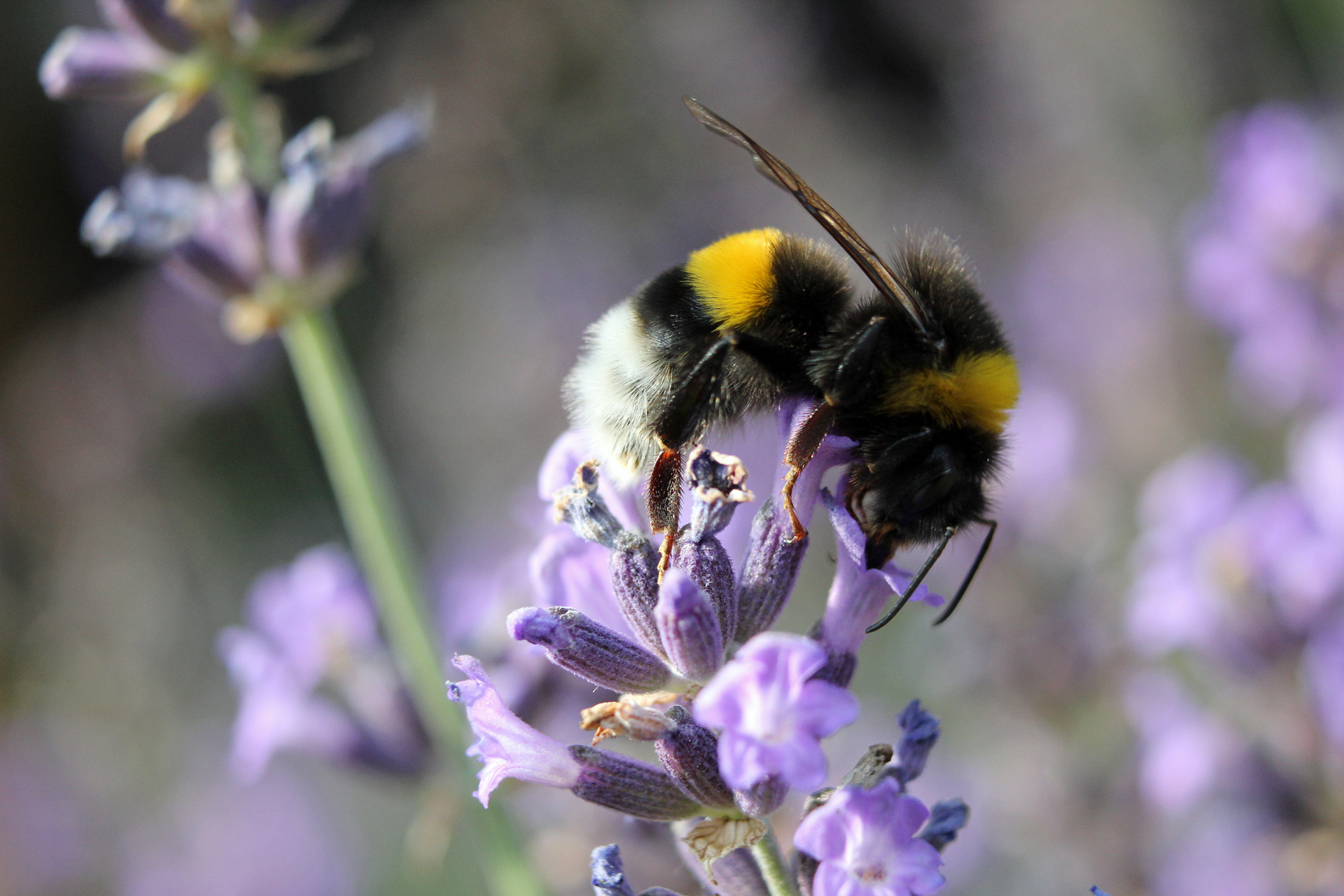 Hummeln .... Foto & Bild | tiere, wildlife, insekten Bilder auf ...