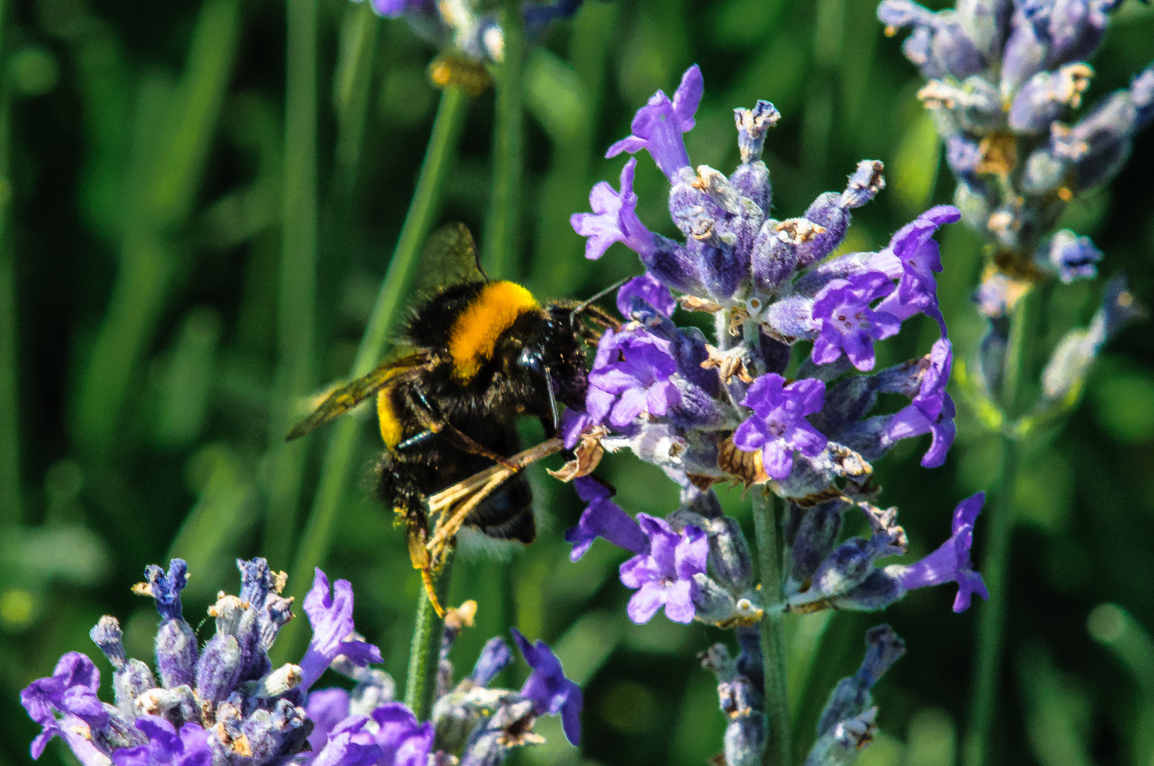 Hummeln Foto & Bild | tiere, wildlife, insekten Bilder auf fotocommunity