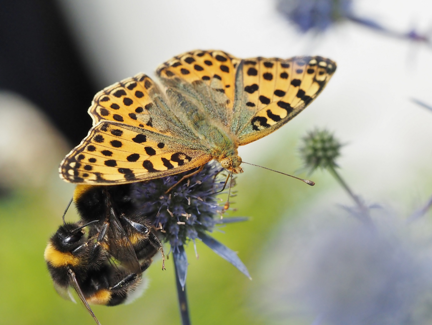 "Hummeln im Hintern" Foto & Bild | makro, natur, insekten Bilder auf ...