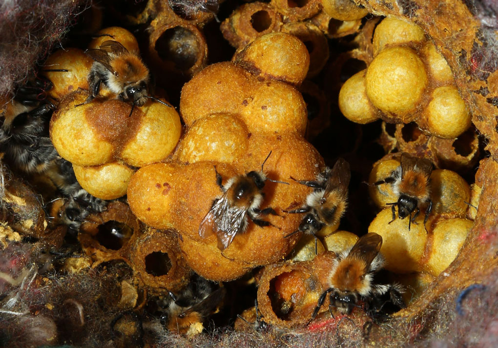 Hummelnest Foto & Bild | tiere, wildlife, insekten Bilder auf fotocommunity