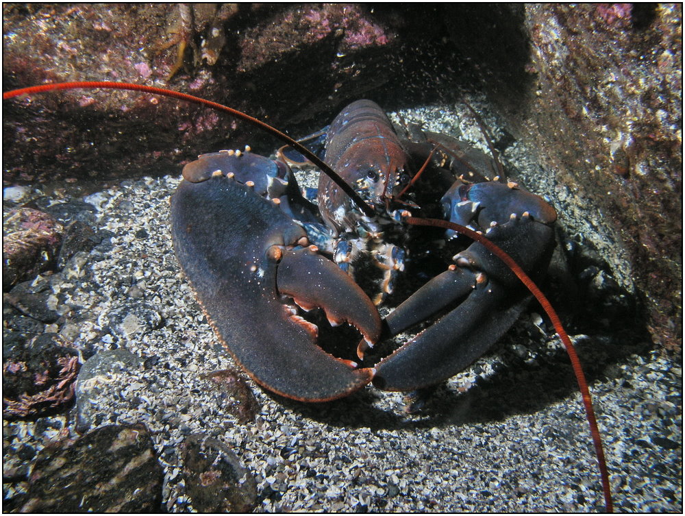 Hummer Foto & Bild | europe, scandinavia, norway Bilder auf fotocommunity