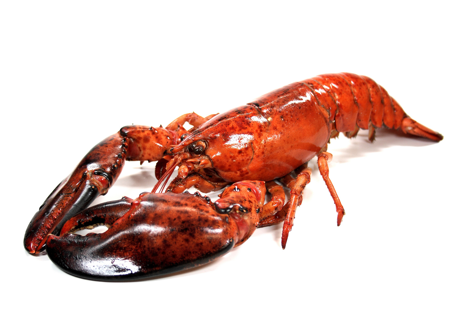 Hummer f Foto & Bild | stillleben, food-fotografie, fische ...