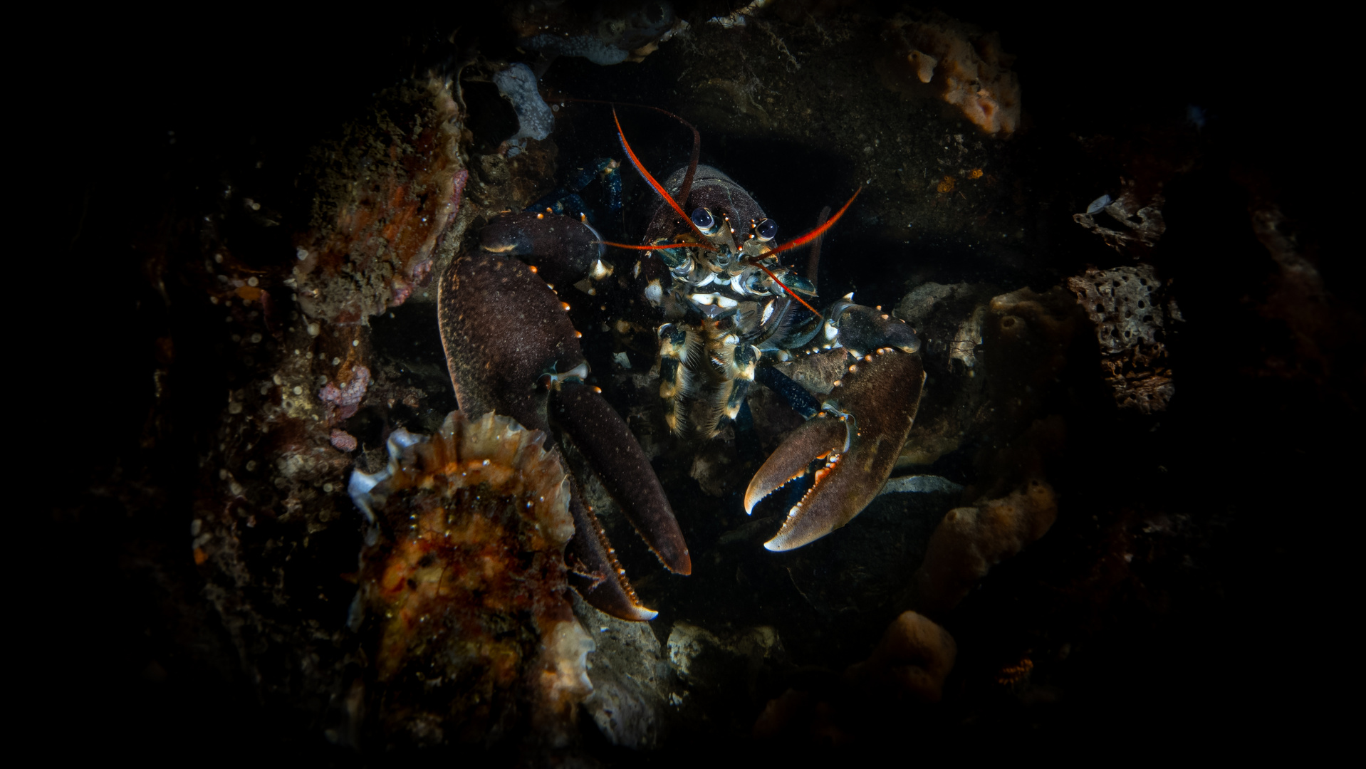 Hummer in der Nordsee Foto & Bild | wasser, natur, see Bilder auf ...