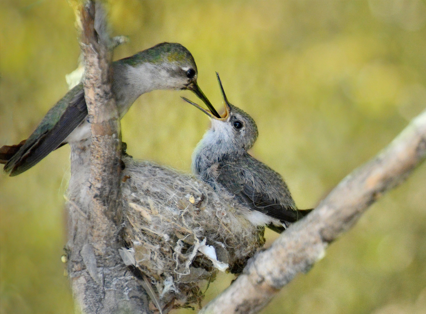Humming birds Foto & Bild | natur, vögel, vogelnest Bilder auf ...