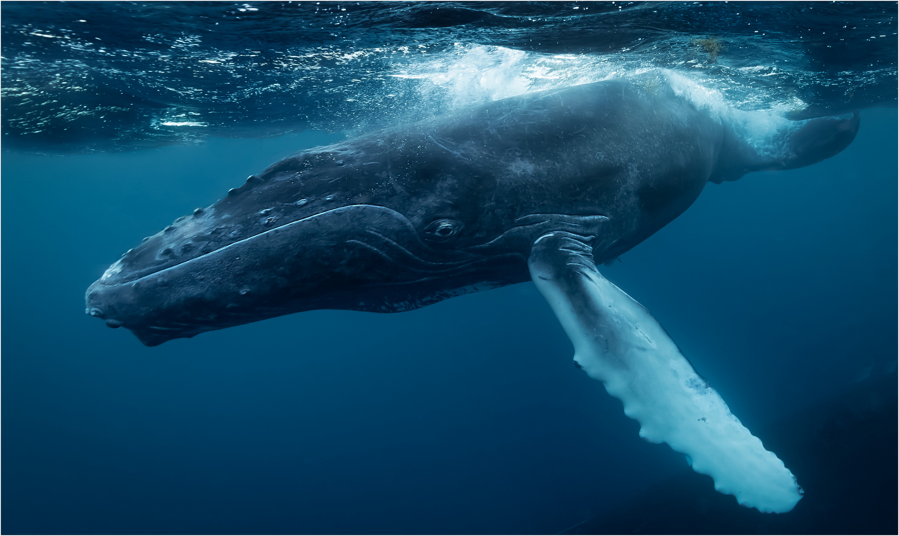 Humpback-Baby Foto & Bild | world, natur, landschaft Bilder auf ...